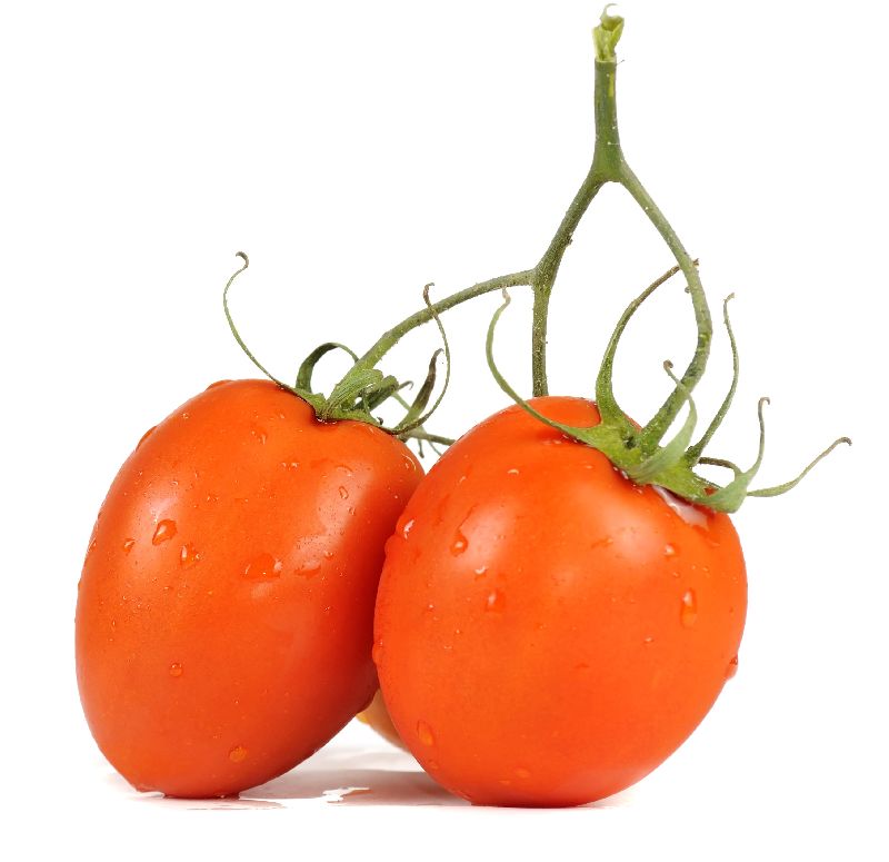 Tomato Seeds / Rio Grande VF / firm oval fruits / 80–85 days